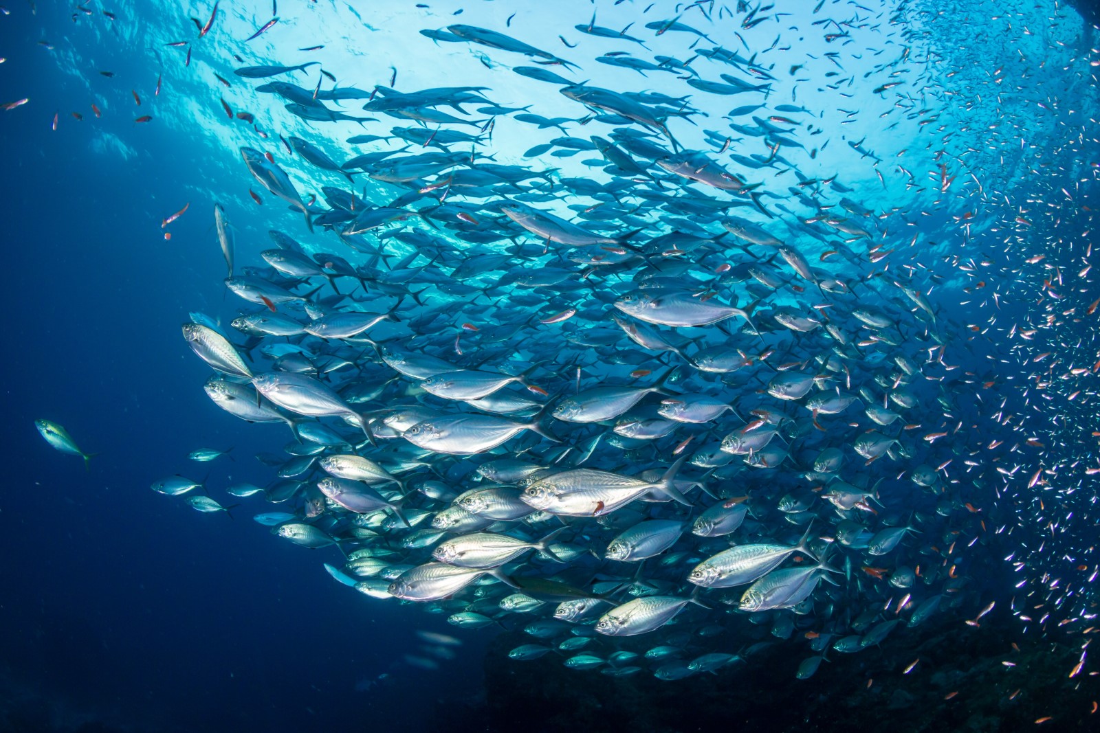Infinity Fish – Economics and the Future of Fish and Fisheries